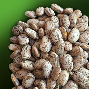 Porotos Hallados | Agroprodex