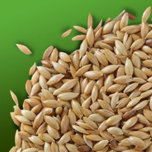 Alpiste | Agroprodex